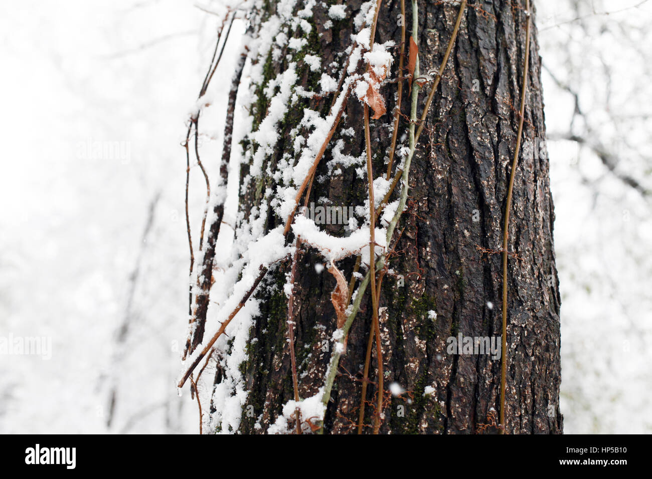 Chop up christmas tree hi-res stock photography and images - Alamy