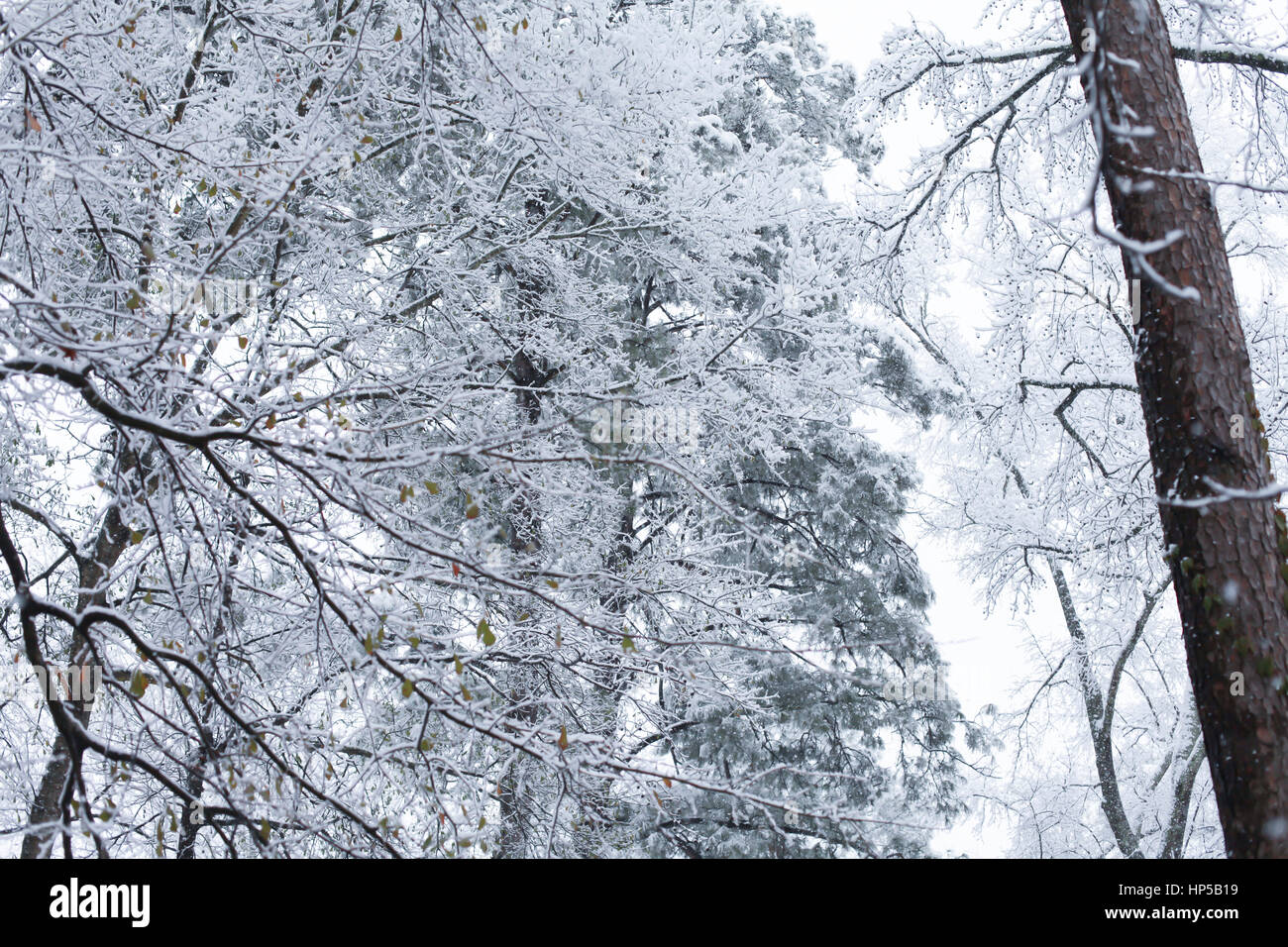 Snow falling in yard trees hi-res stock photography and images - Alamy
