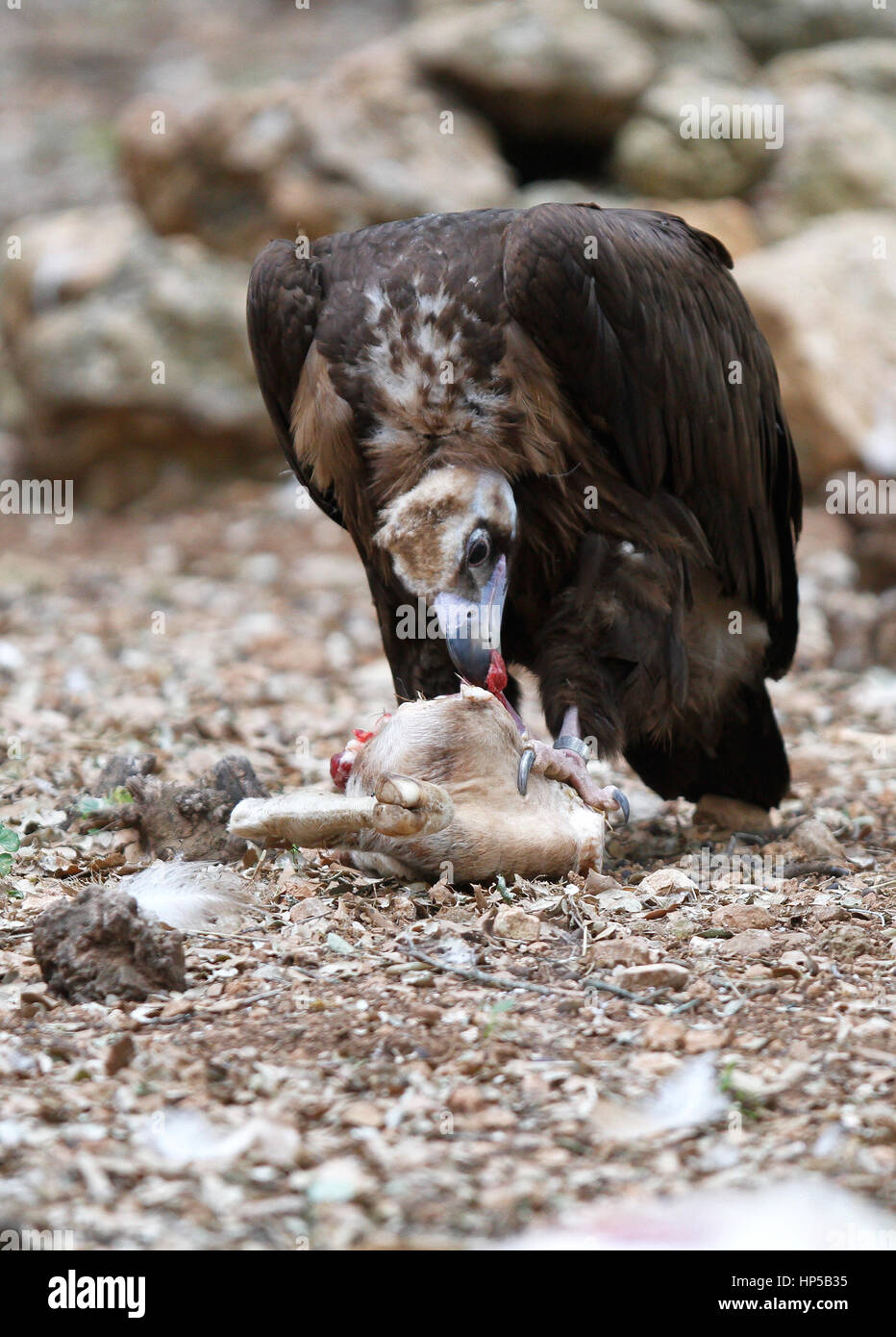 vultures on a conservation and protection centre in the island of ...