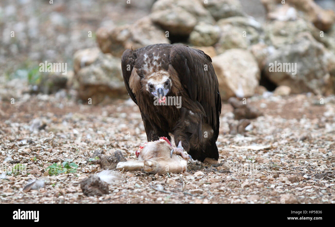 vultures on a conservation and protection centre in the island of ...