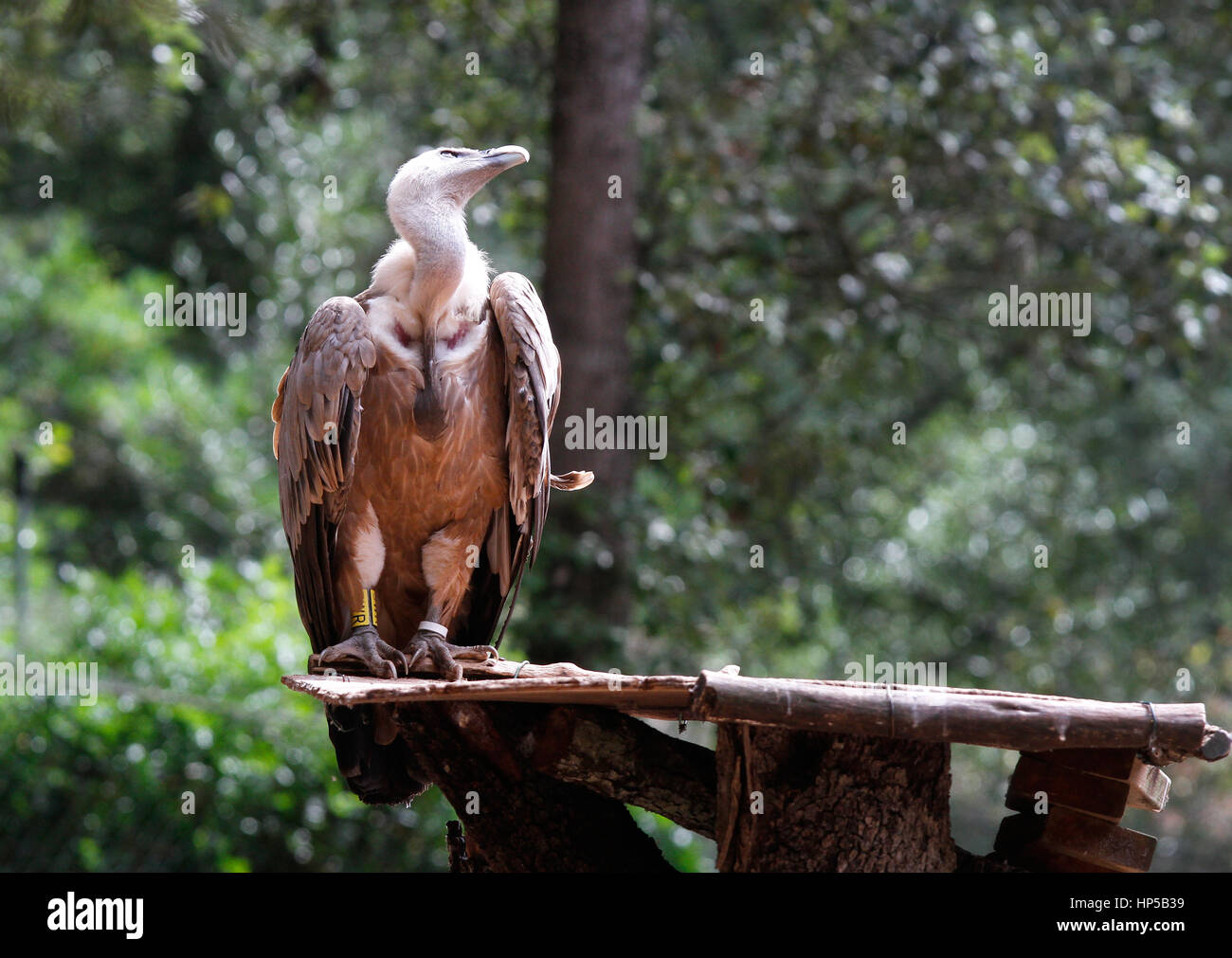 vultures on a conservation and protection centre in the island of ...