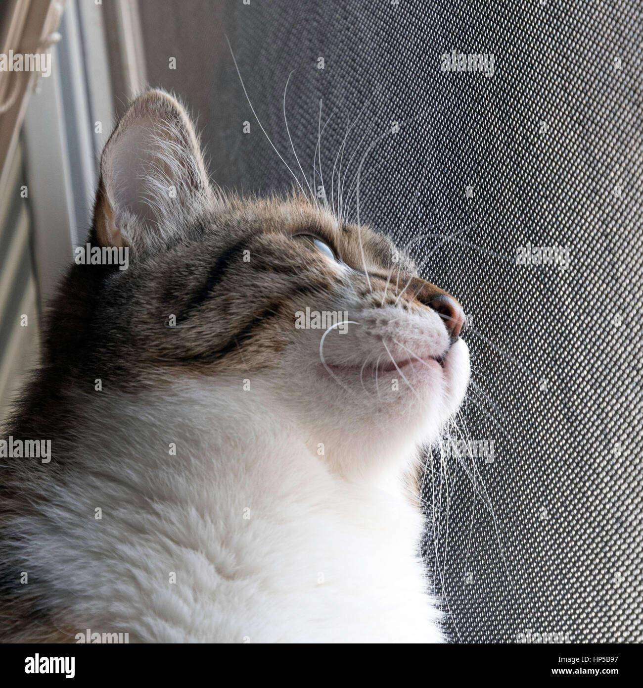 Boots and bird hi-res stock photography and images - Alamy