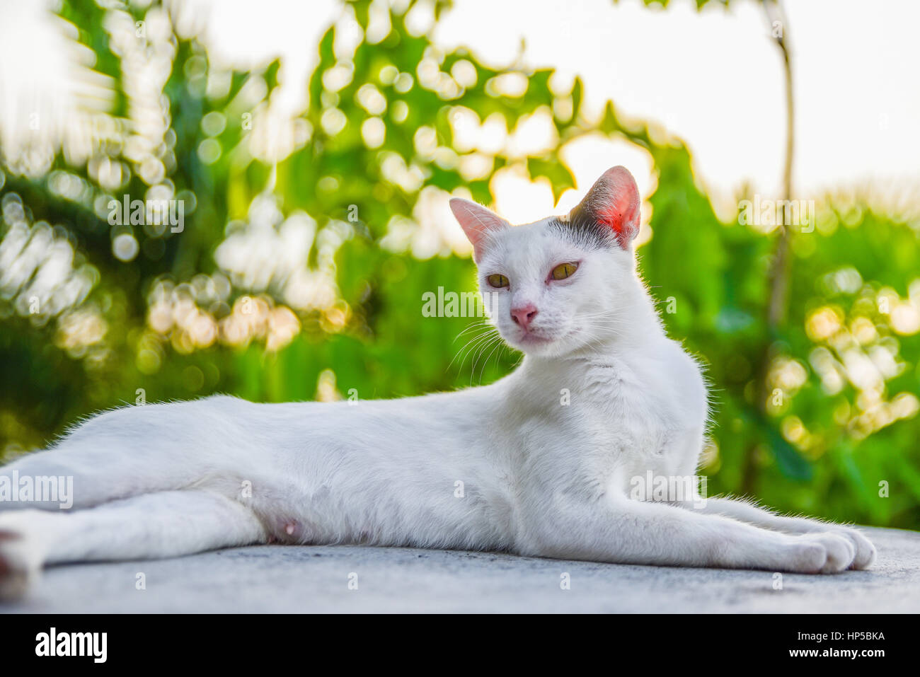 Cat squatting on the floor Stock Photo - Alamy