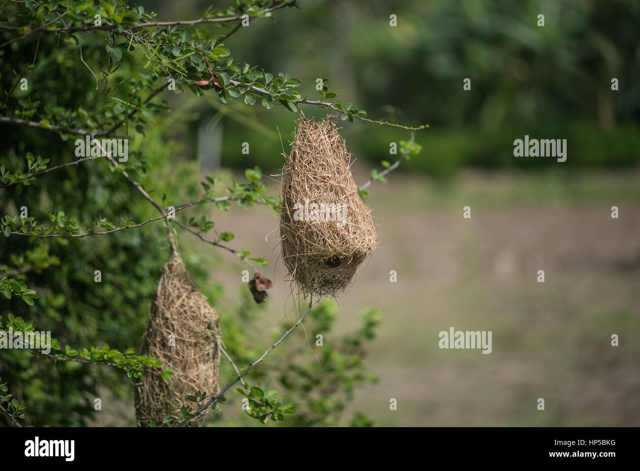 Baya Weaver Bird's Nest Stock Photo - Alamy