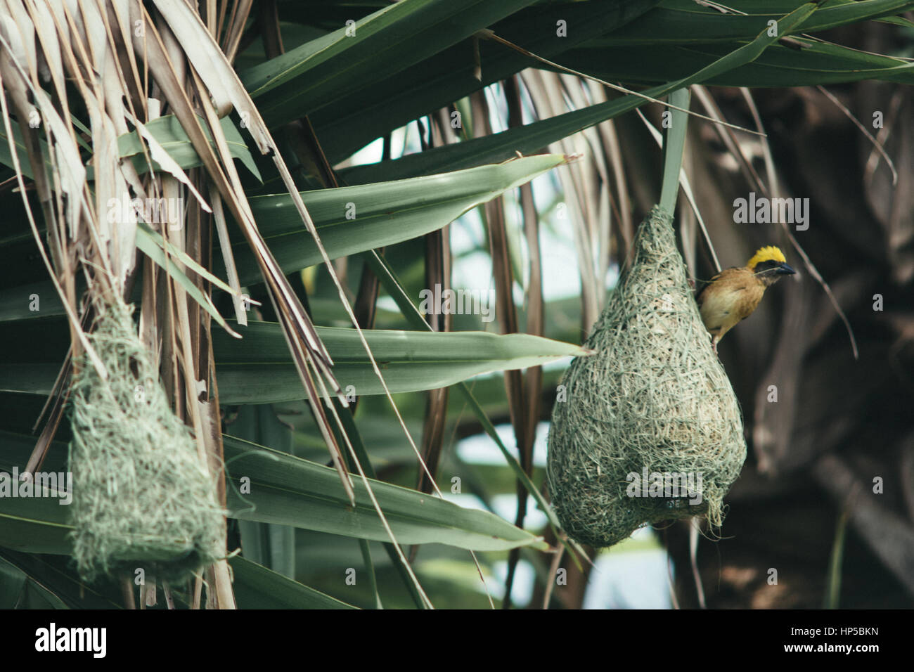 Baya weaver bird birds nest hi-res stock photography and images - Alamy