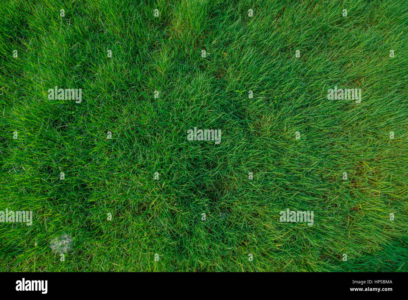 Grass greengrass hi-res stock photography and images - Alamy
