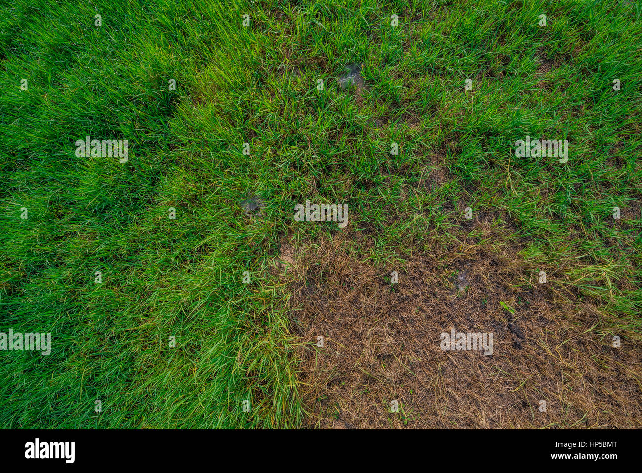 Green grass field Stock Photo - Alamy