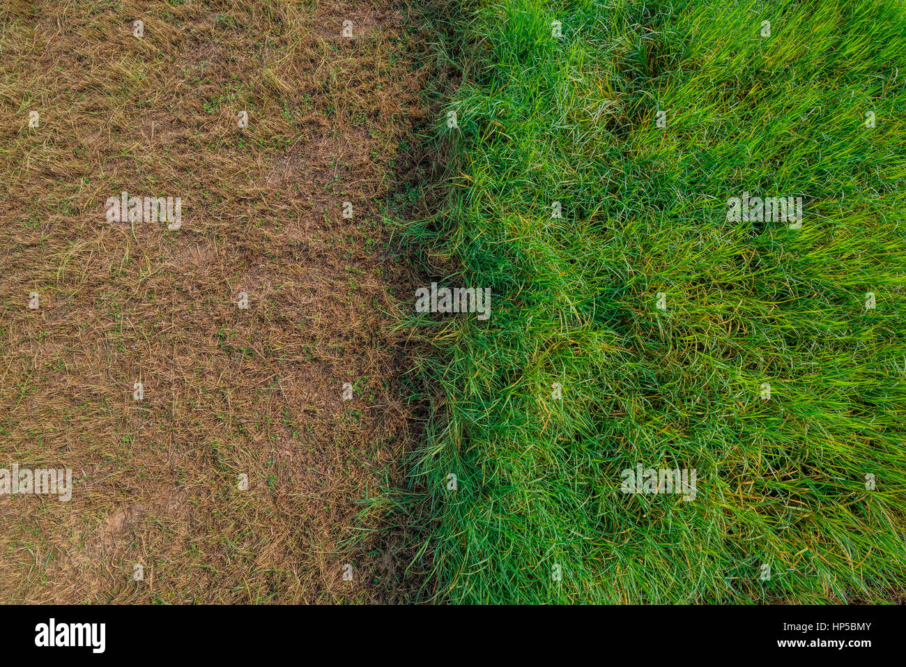 Green grass field Stock Photo - Alamy