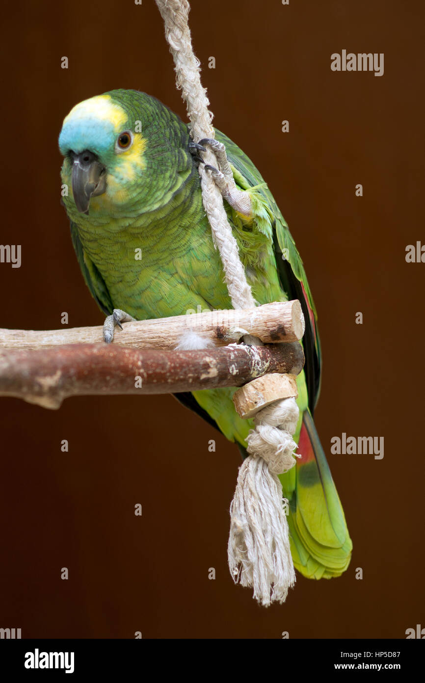 The turquoise-fronted Amazon (Amazona aestiva Stock Photo - Alamy