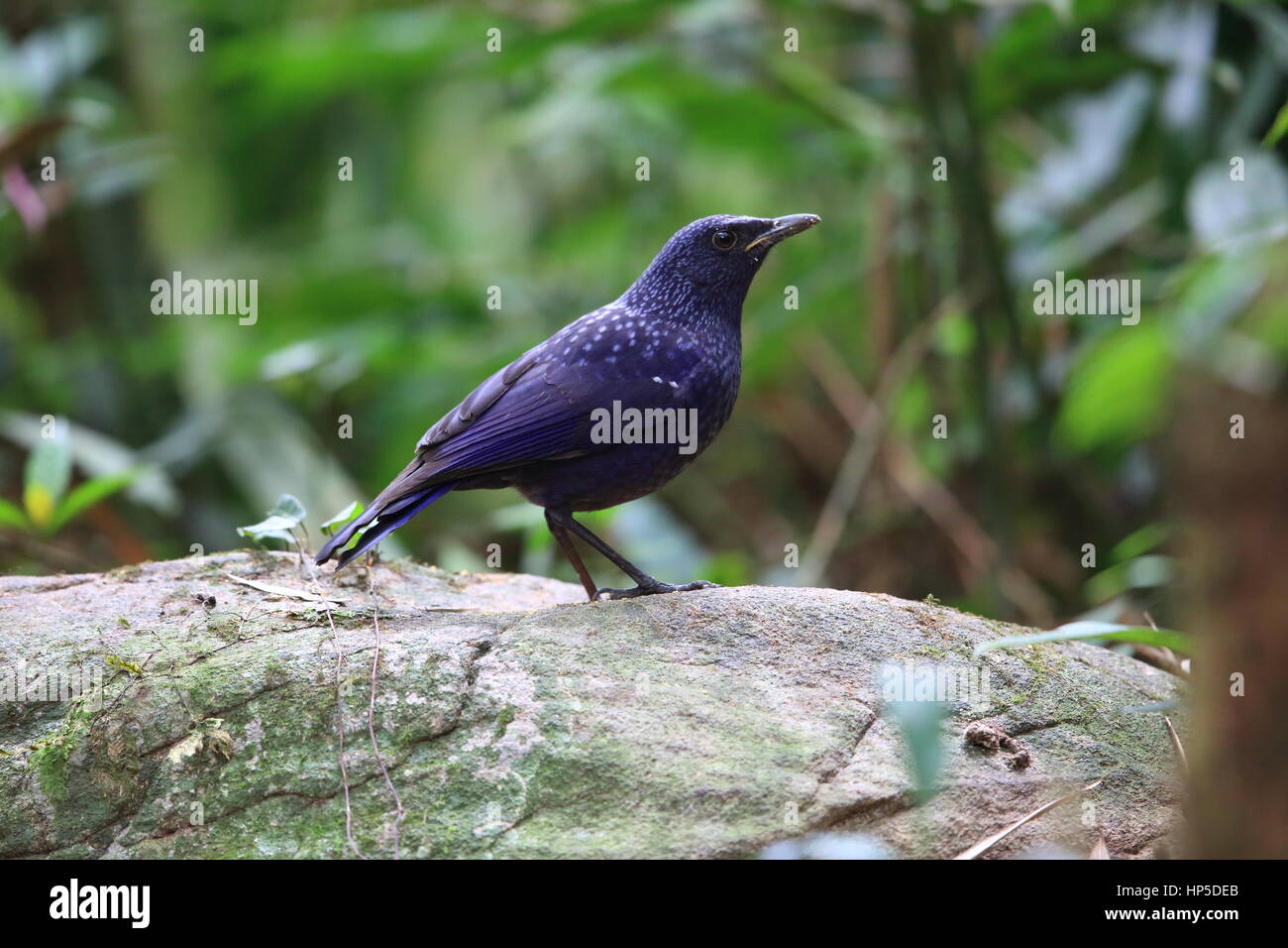 Blue whistling thrush (Myophonus caeruleus) in Tam Dao, North Vietnam ...