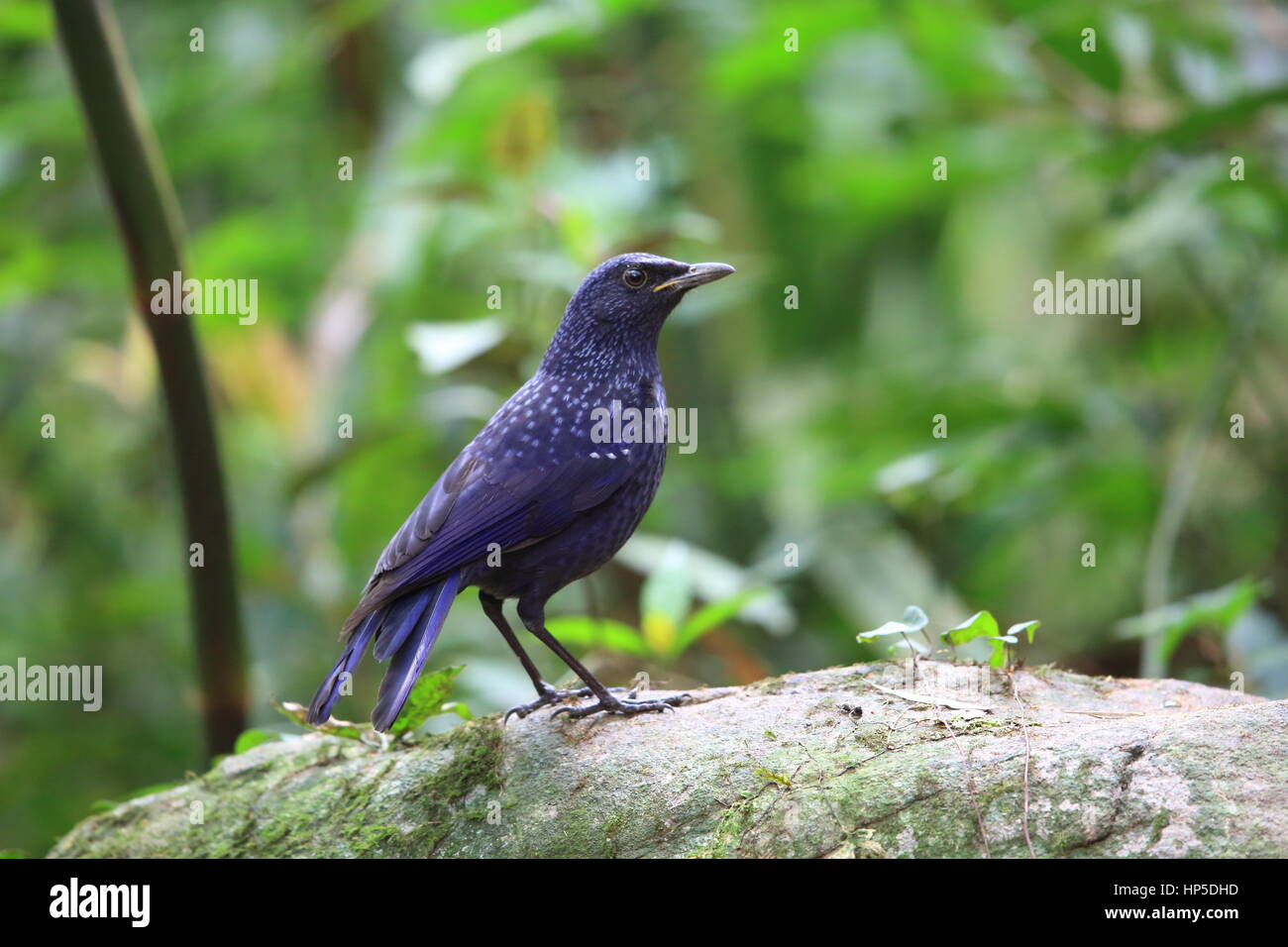 The blue whistling thrush hi-res stock photography and images - Alamy