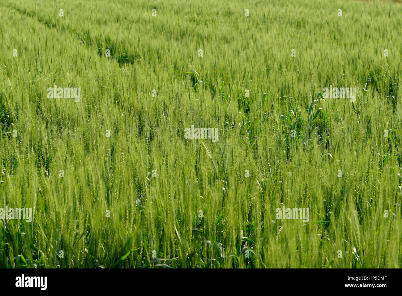 Wheat harvesting hi-res stock photography and images - Alamy