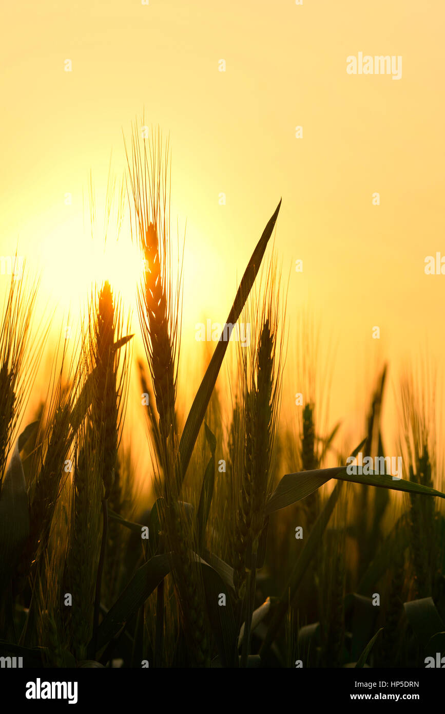 Ripe wheat on field sunset hi-res stock photography and images - Alamy