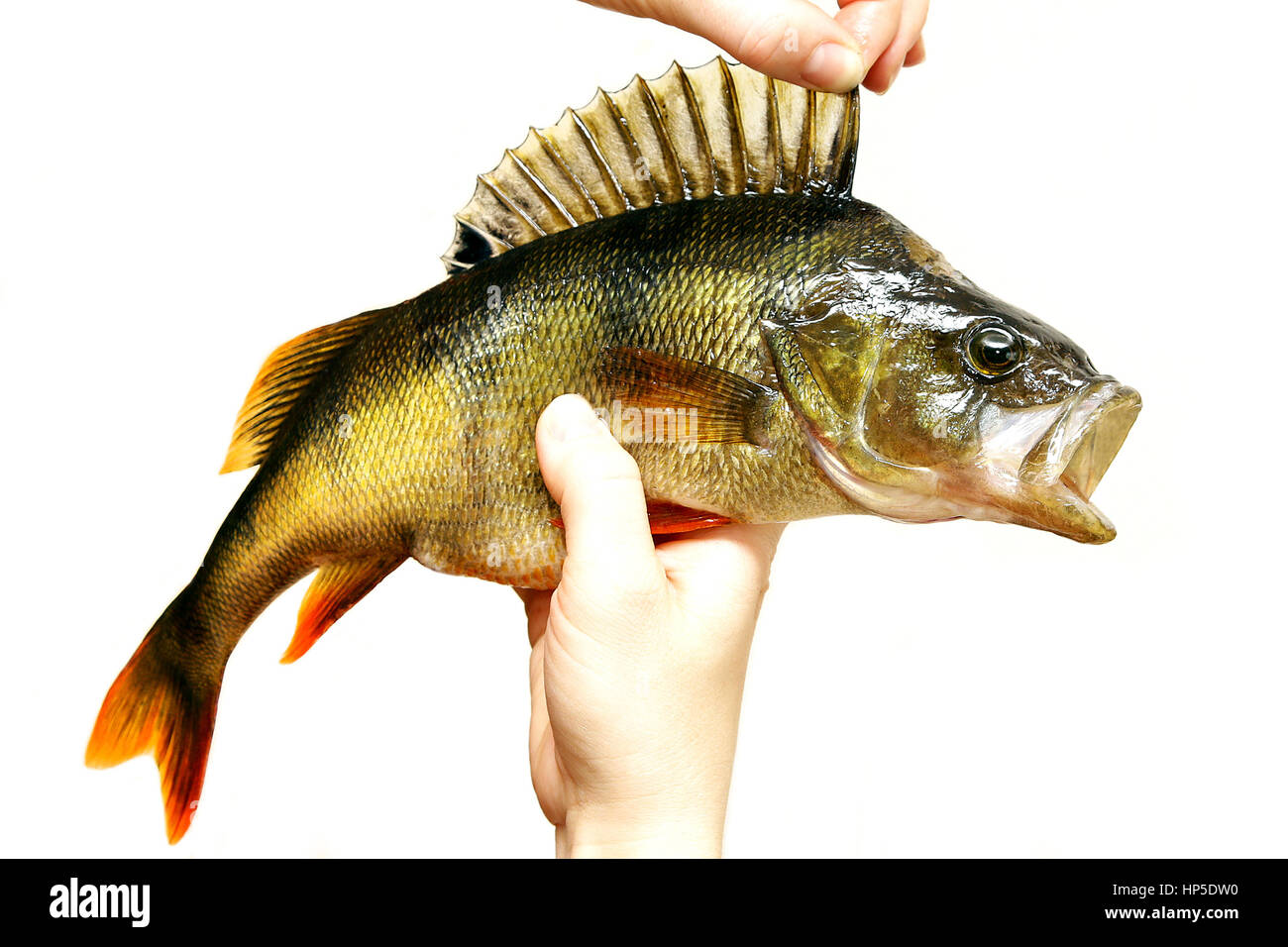fresh perch fish isolated predator on white background Stock Photo - Alamy