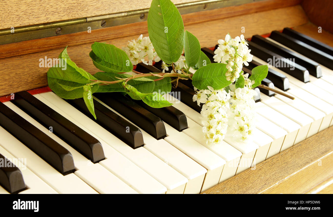 vintage piano keyboard with spring bird cherry tree flower branch ebony ...