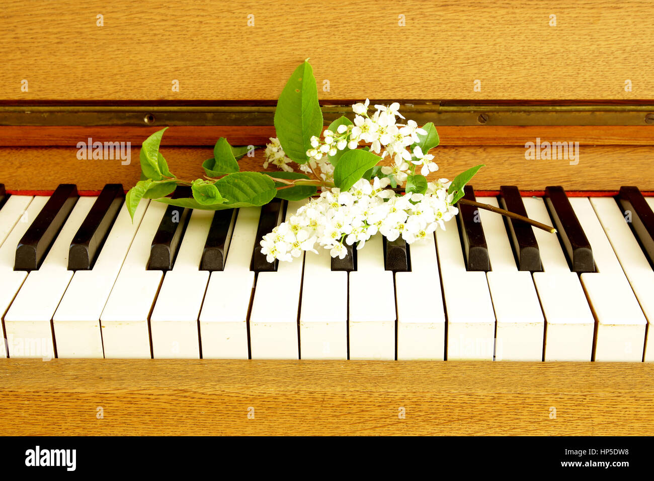 vintage piano keyboard with spring bird cherry tree flower branch ebony ...