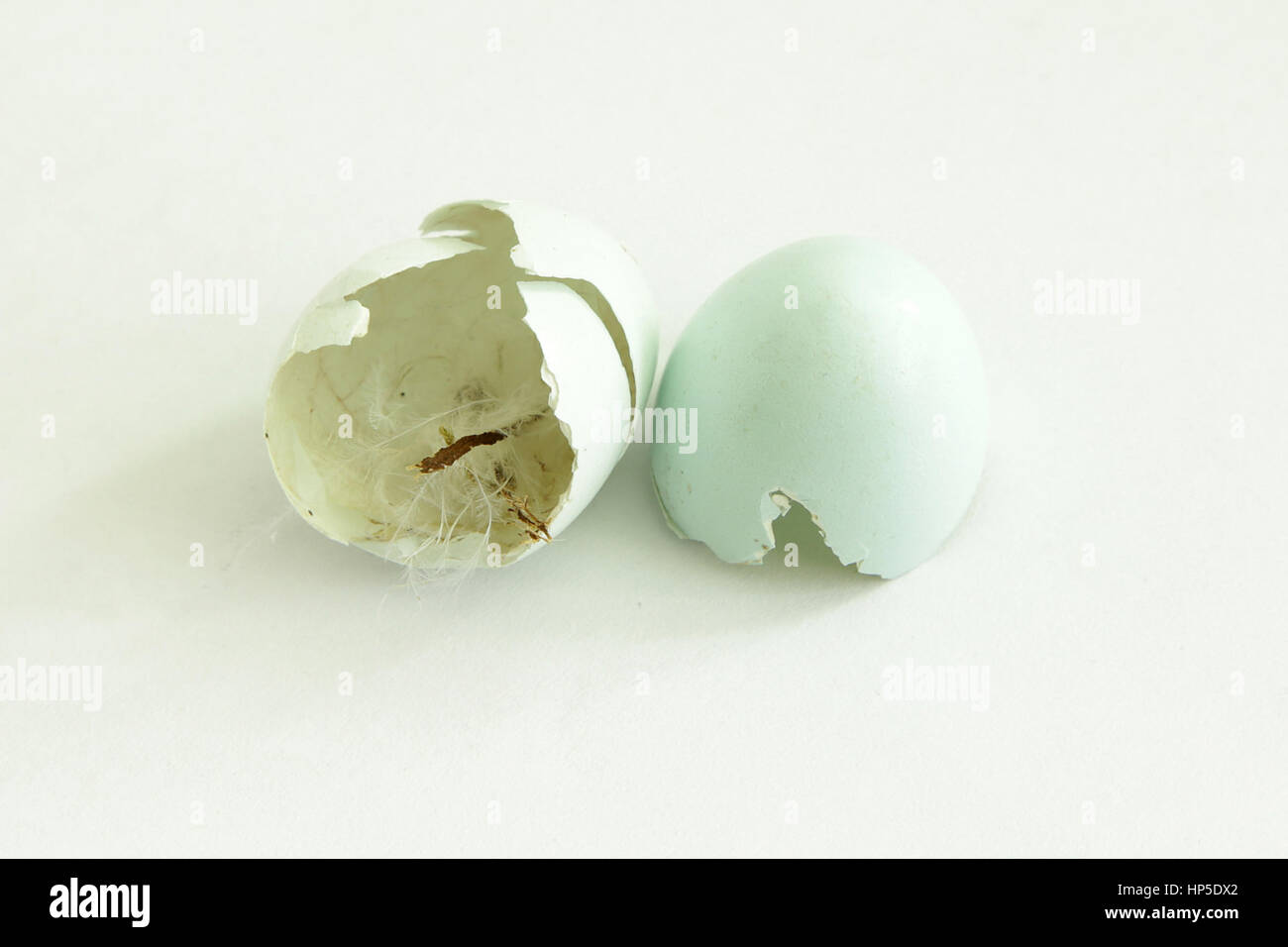 thrush blue eggshell two halves after just hatched newborn bird Stock ...