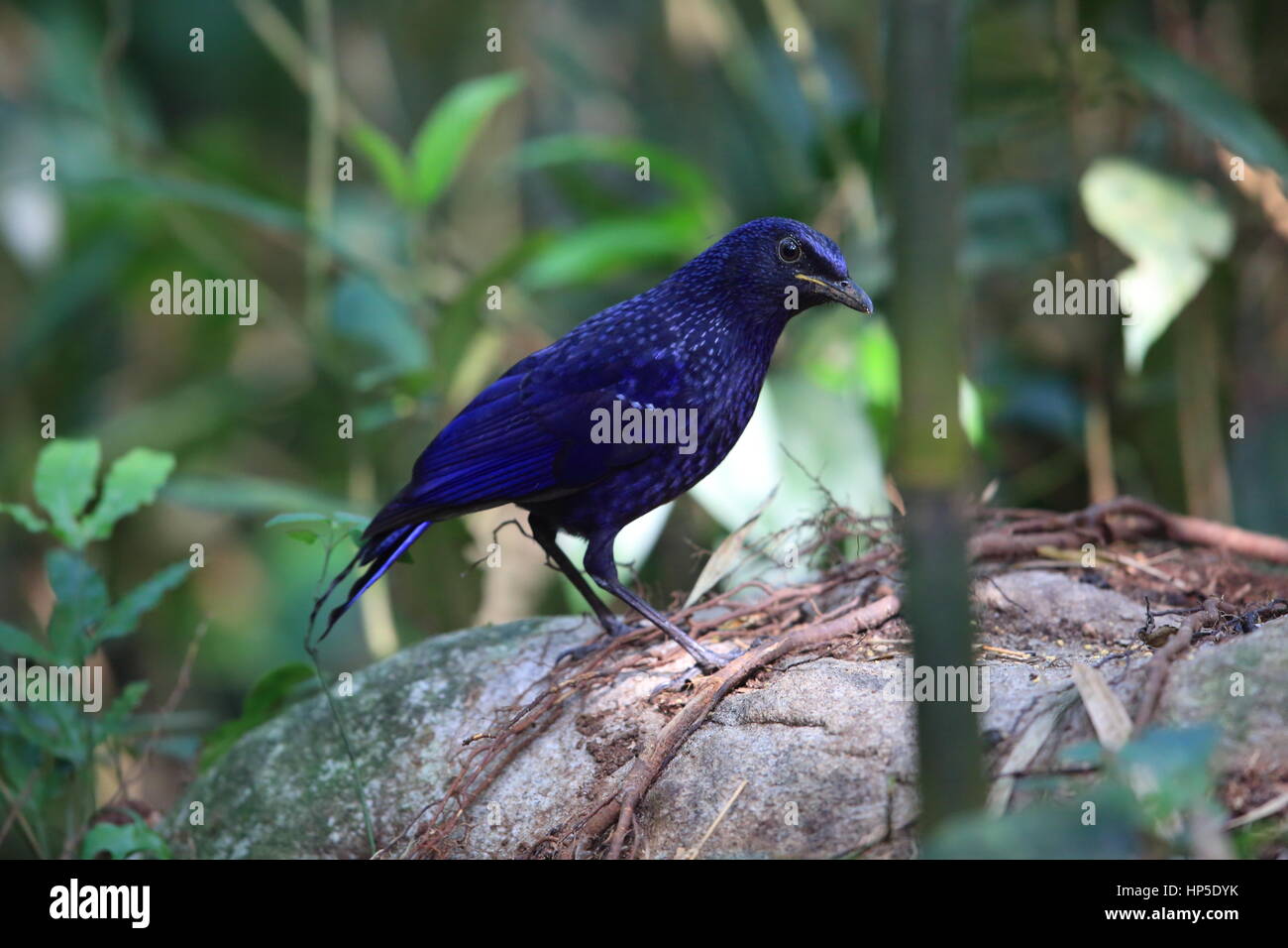 Blue whistling thrush (Myophonus caeruleus) in Tam Dao, North Vietnam ...