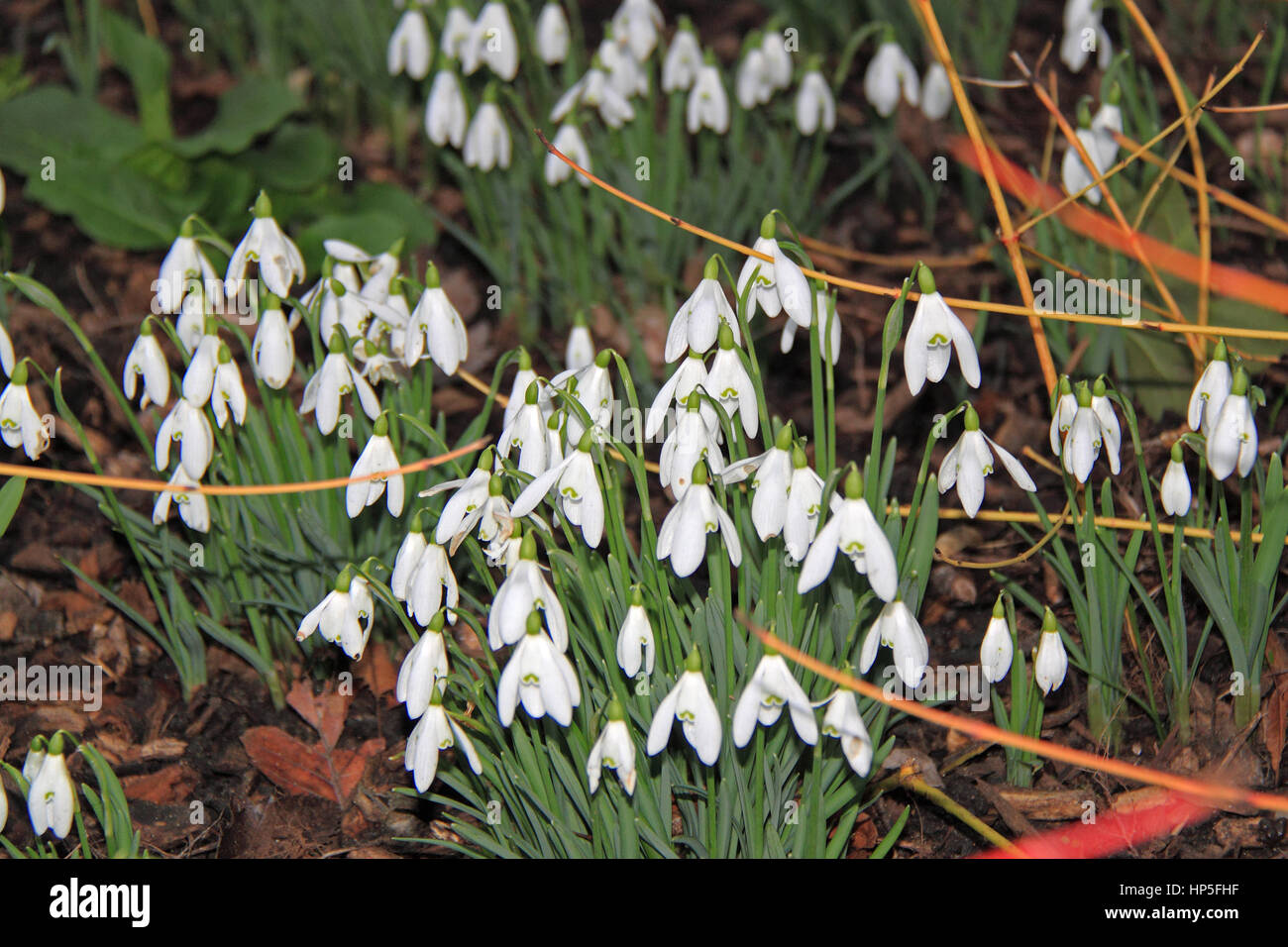Early spring Snowdrops in the 'Wilderness', Hampton Court Palace. 18 ...