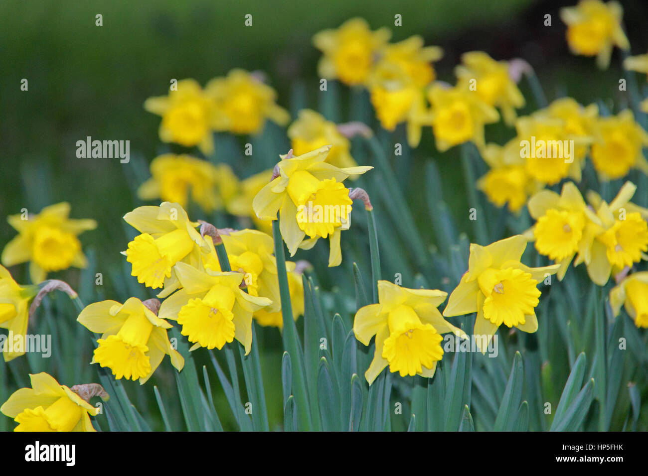 Early spring Daffodils in the 'Wilderness', Hampton Court Palace. 18 ...