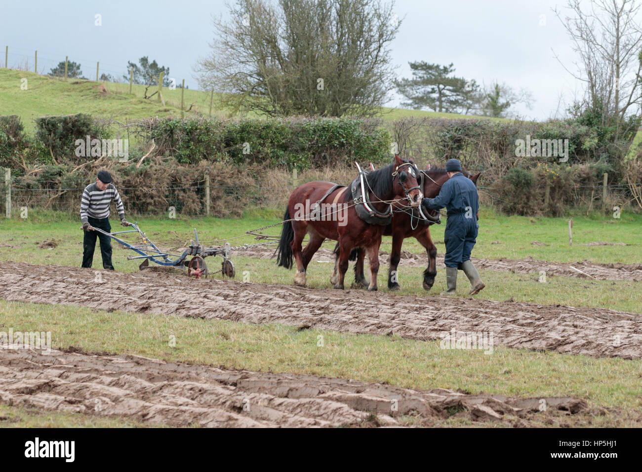 Pulling A Plow High Resolution Stock Photography and Images - Alamy