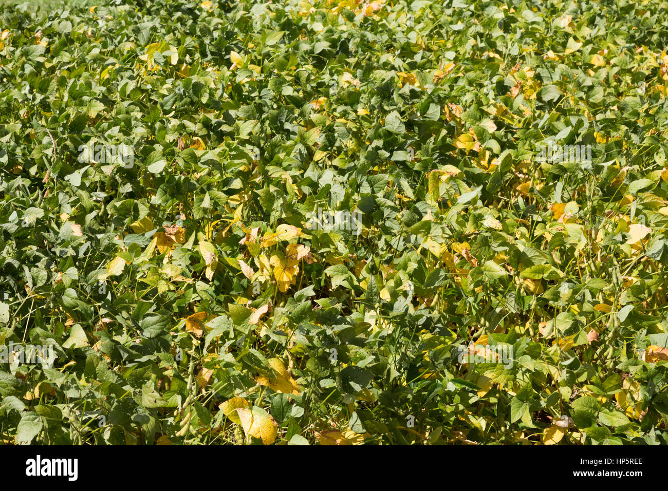 Parana brazil farm land hi-res stock photography and images - Alamy