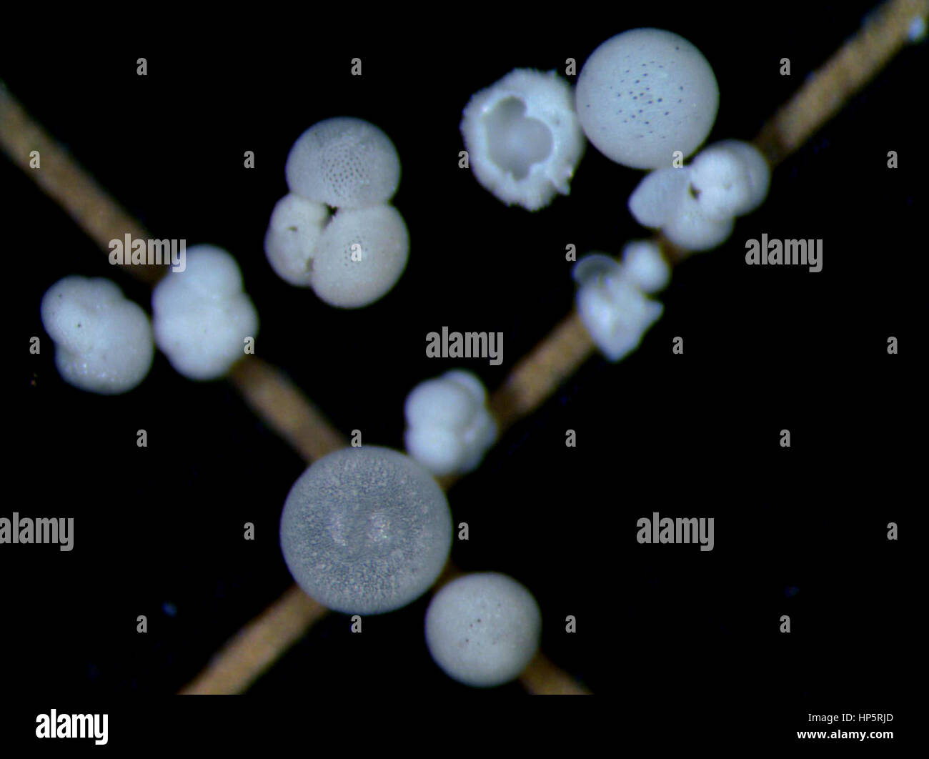Aboard Joides Resolution. 16th Feb, 2017. Foraminifera samples drilled ...
