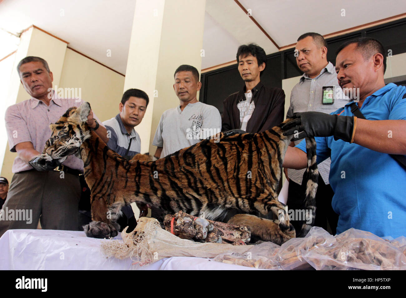 Tiger skins hi-res stock photography and images - Alamy