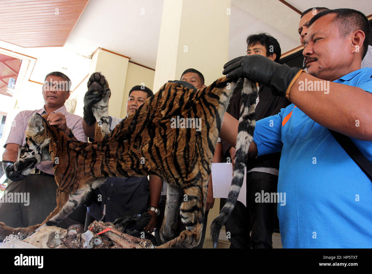 Tiger skins hi-res stock photography and images - Alamy