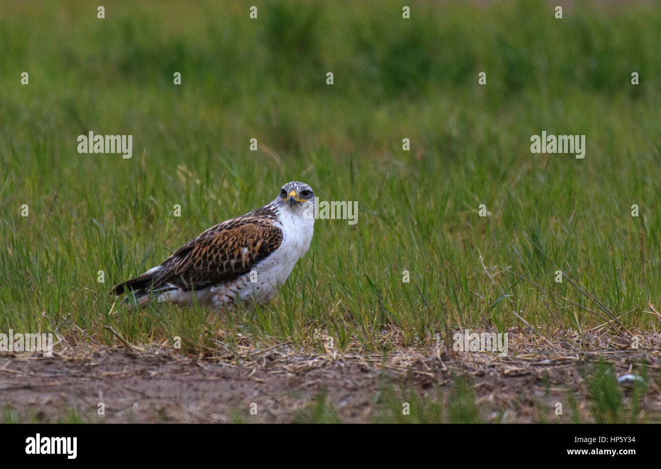 A Beautiful Ferruginous Hawk on the Ground Stock Photo - Alamy