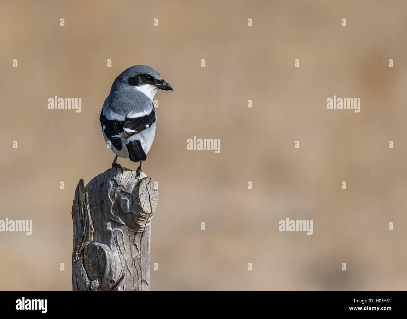 Impalement hi-res stock photography and images - Alamy