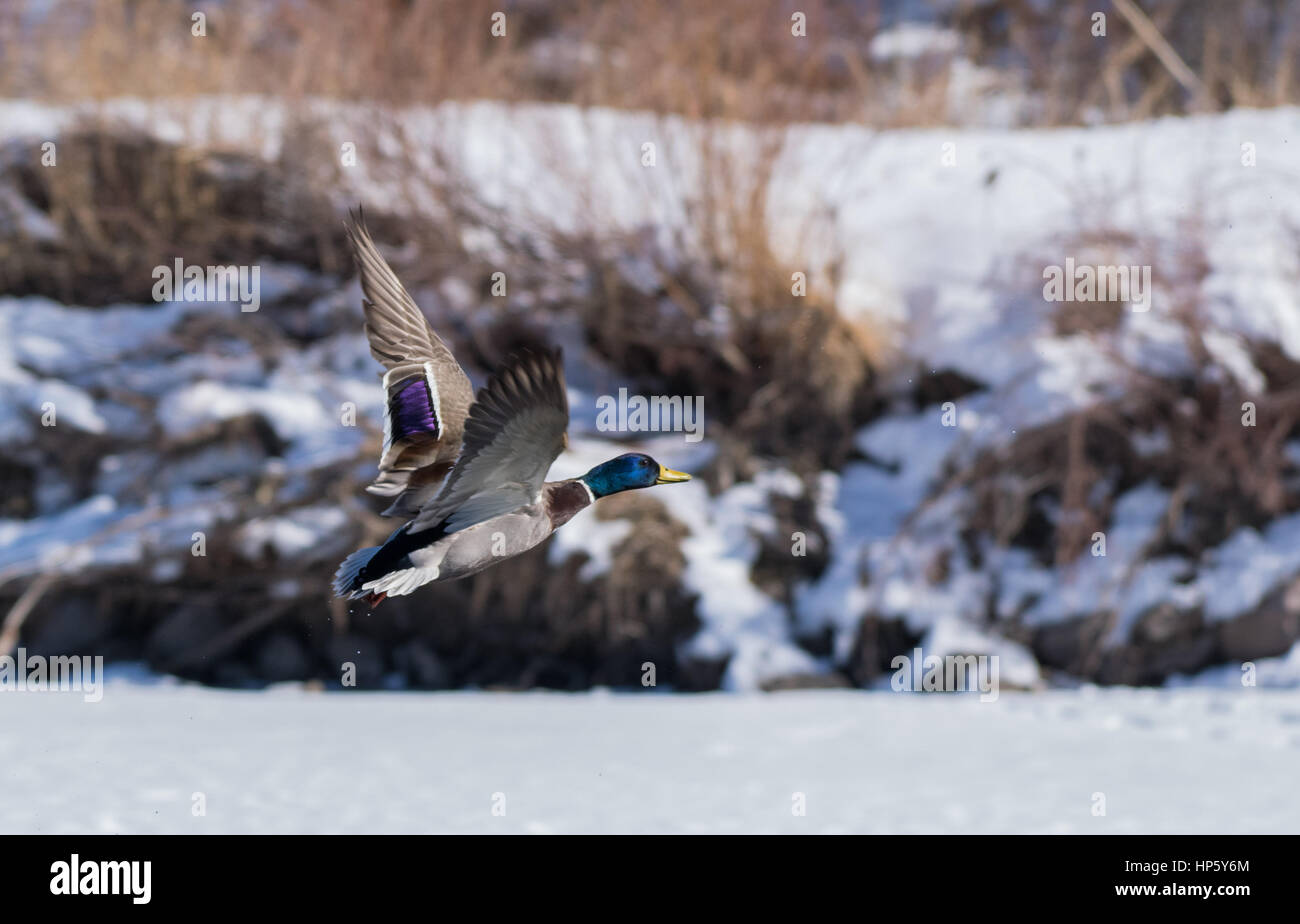 A Breeding Male Mallard in Flight Stock Photo - Alamy