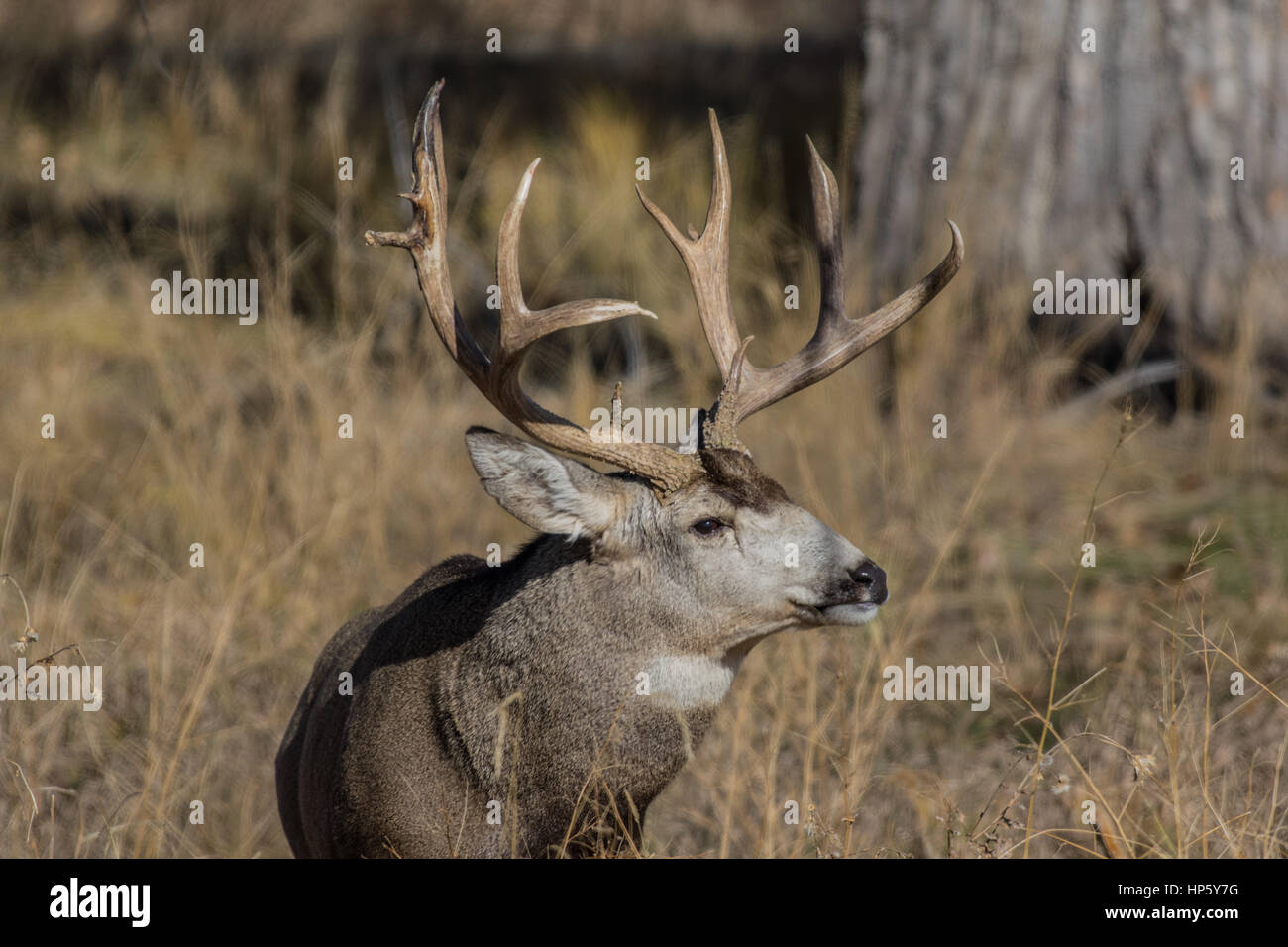 Deer hunting and america hi-res stock photography and images - Alamy