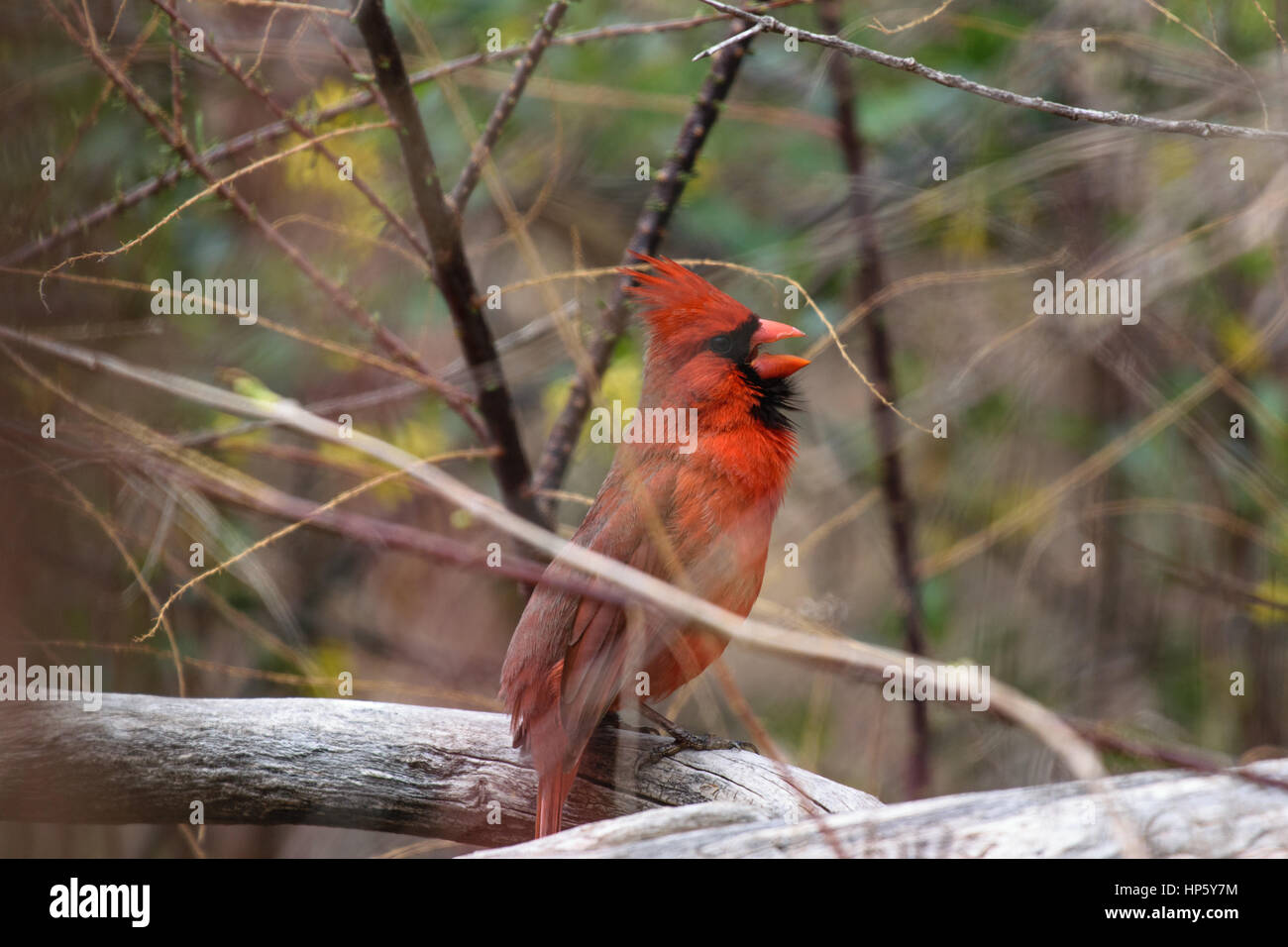 A Beautiful Male Northern Cardinal Singing on the Woods Stock Photo - Alamy