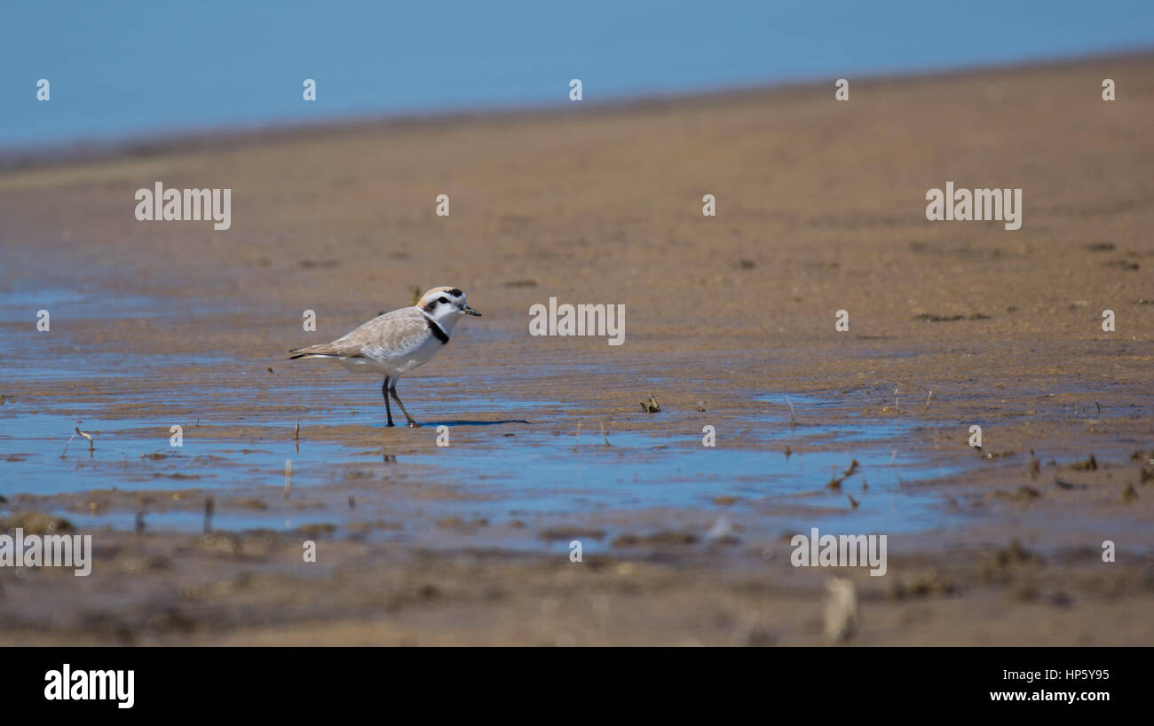 A Beautiful Snowy Plover on a Beach in Colorado Stock Photo - Alamy