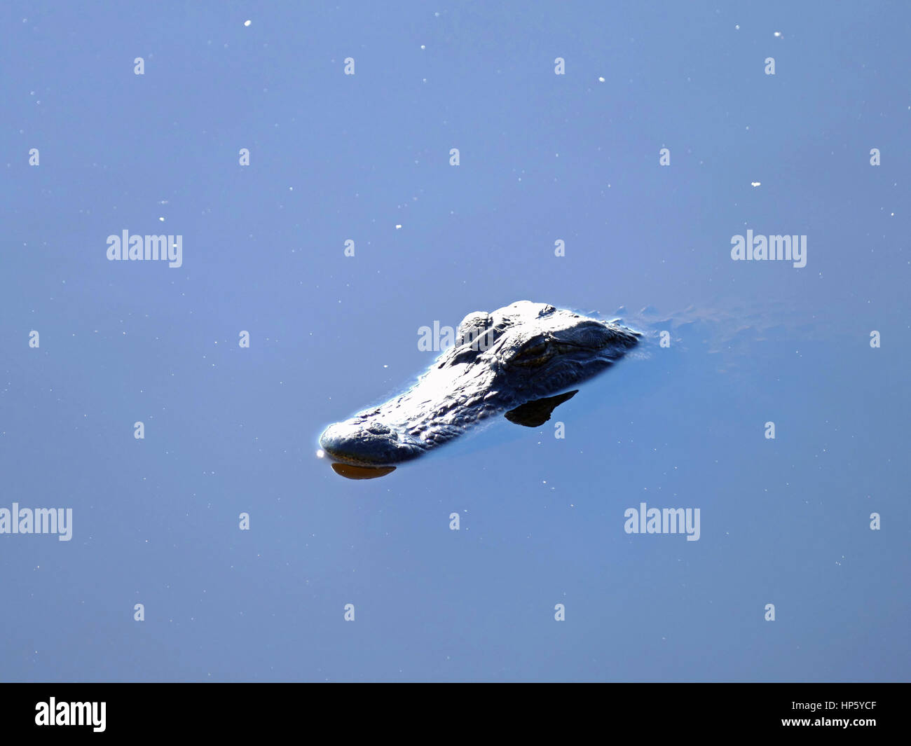 Small Alligator Head Just Above the Water Line, Paynes Prairie Preserve ...