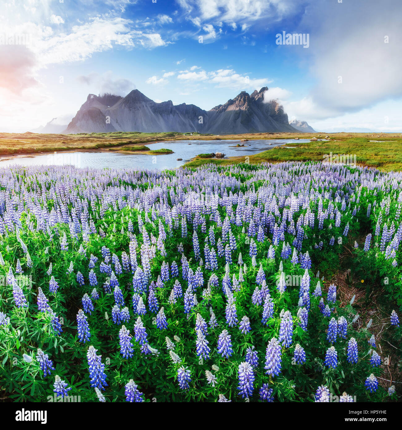 The picturesque landscapes of forests and mountains Iceland Stock Photo ...