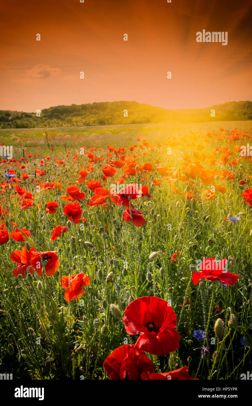 Poppy field in sunset Stock Photo - Alamy