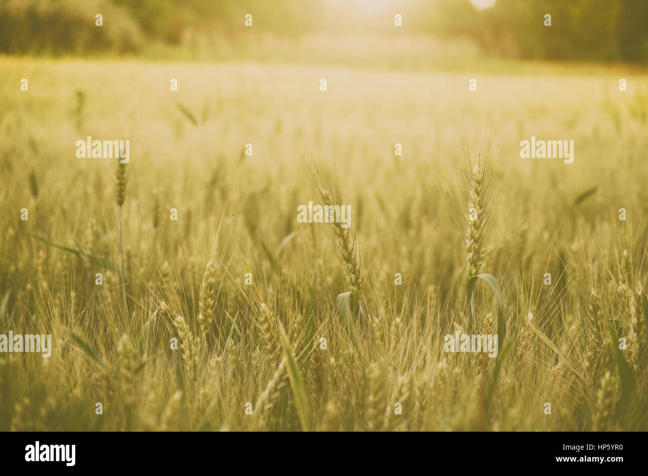 Field hi-res stock photography and images - Alamy