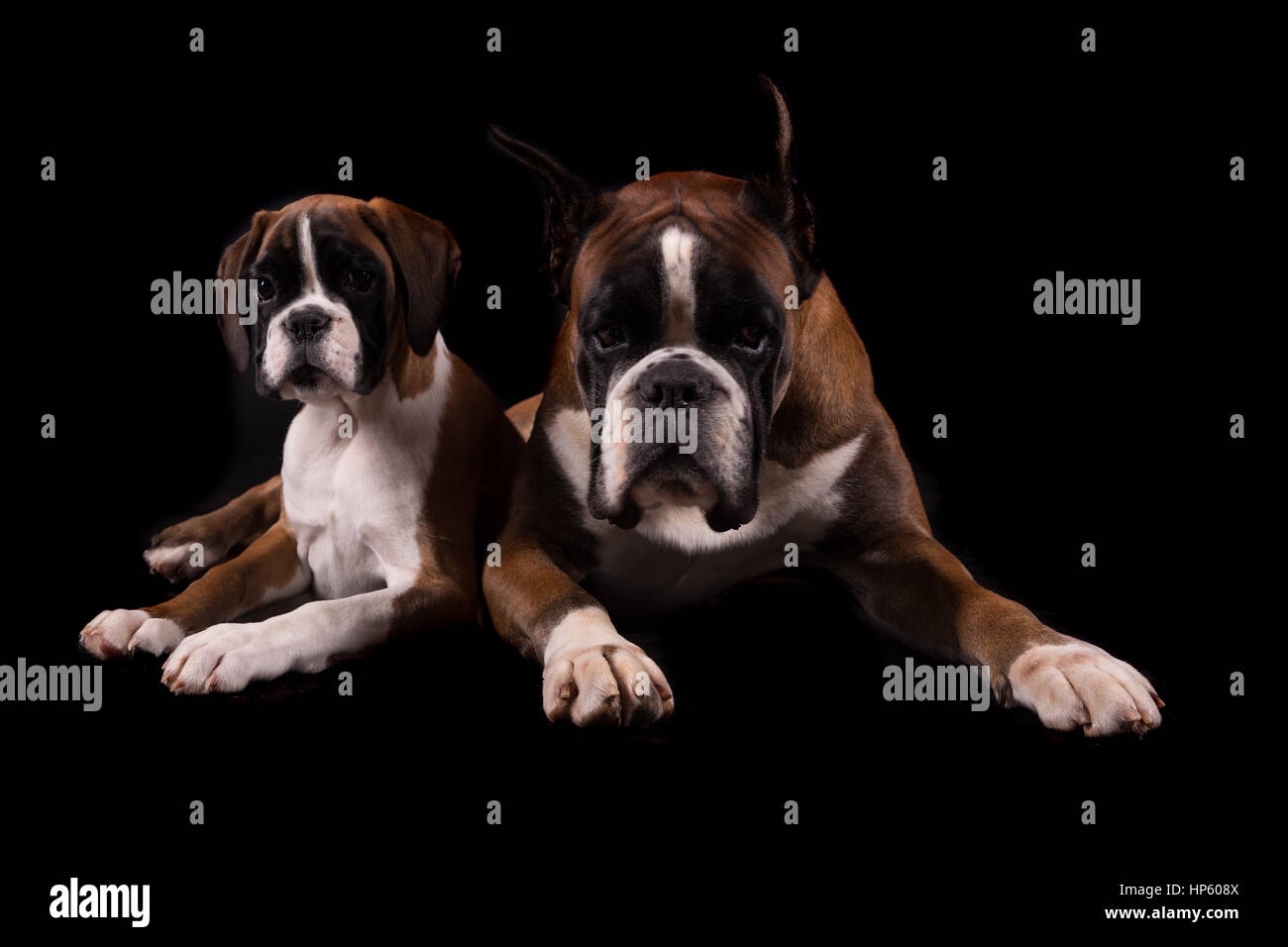 Awesome looking german boxers posing isolated in studio Stock Photo - Alamy