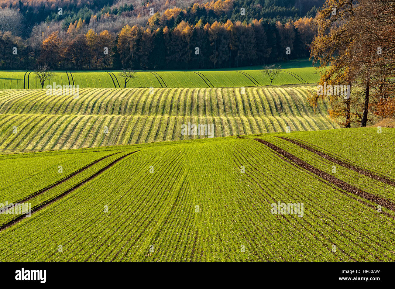 Wide green forest view hi-res stock photography and images - Alamy