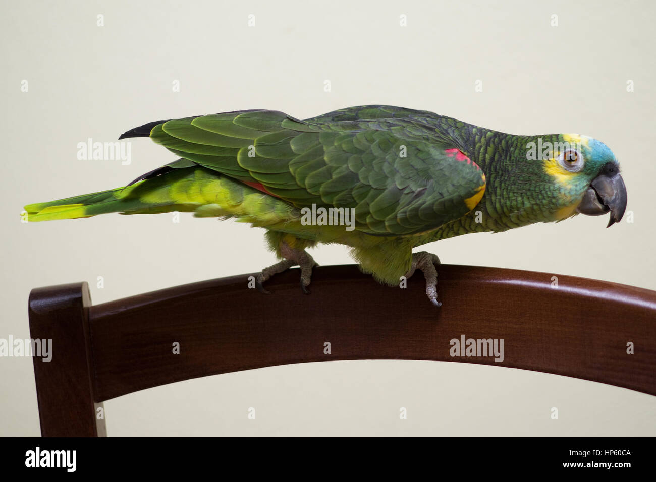 The turquoise-fronted Amazon (Amazona aestiva Stock Photo - Alamy