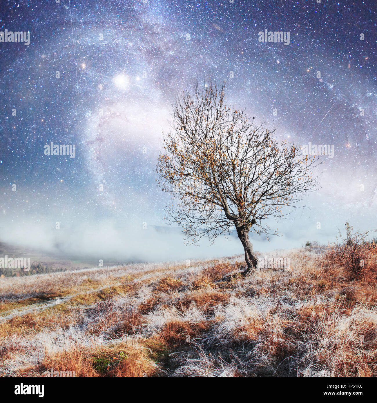 Fantastic landscape lonely tree in the early days of winter in t Stock ...