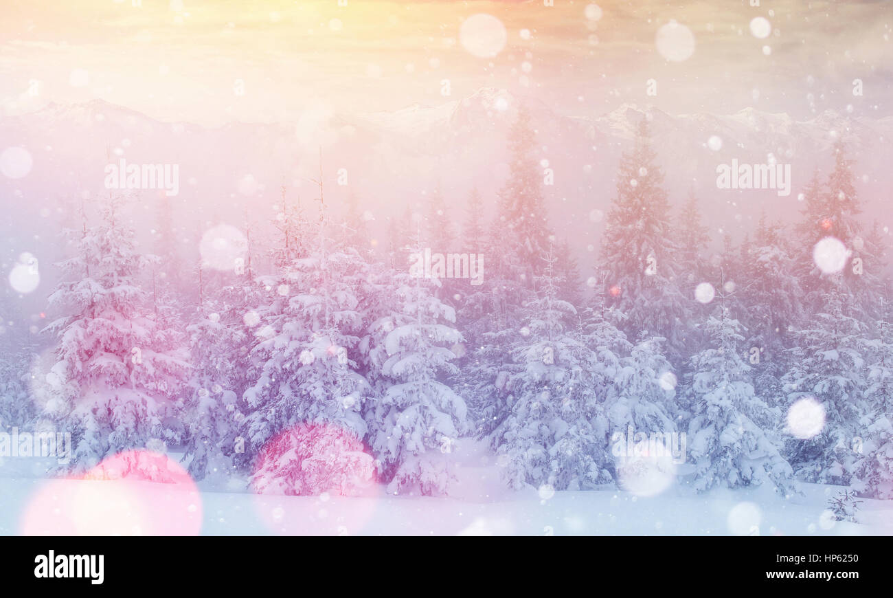 winter landscape trees and fence in hoarfrost, background with s Stock ...