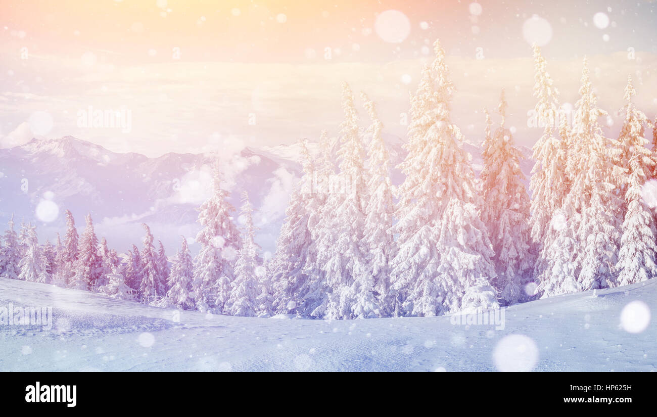 winter landscape trees and fence in hoarfrost, background with s Stock ...