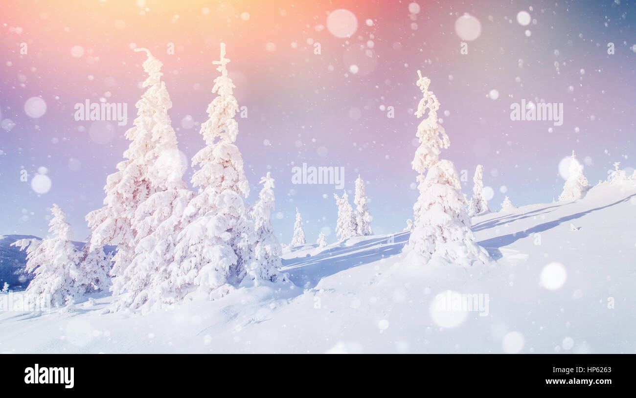 winter landscape trees and fence in hoarfrost, background with s Stock ...