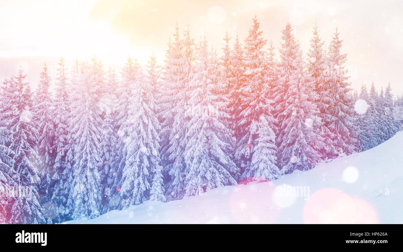 winter landscape trees and fence in hoarfrost, background with s Stock ...