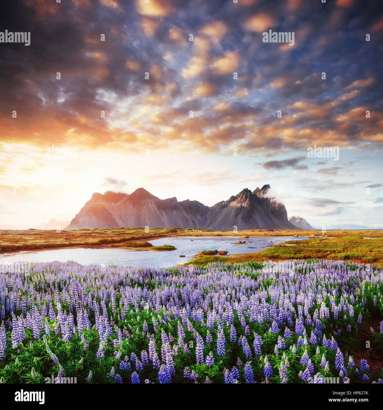 The picturesque landscapes of forests and mountains Iceland Stock Photo ...
