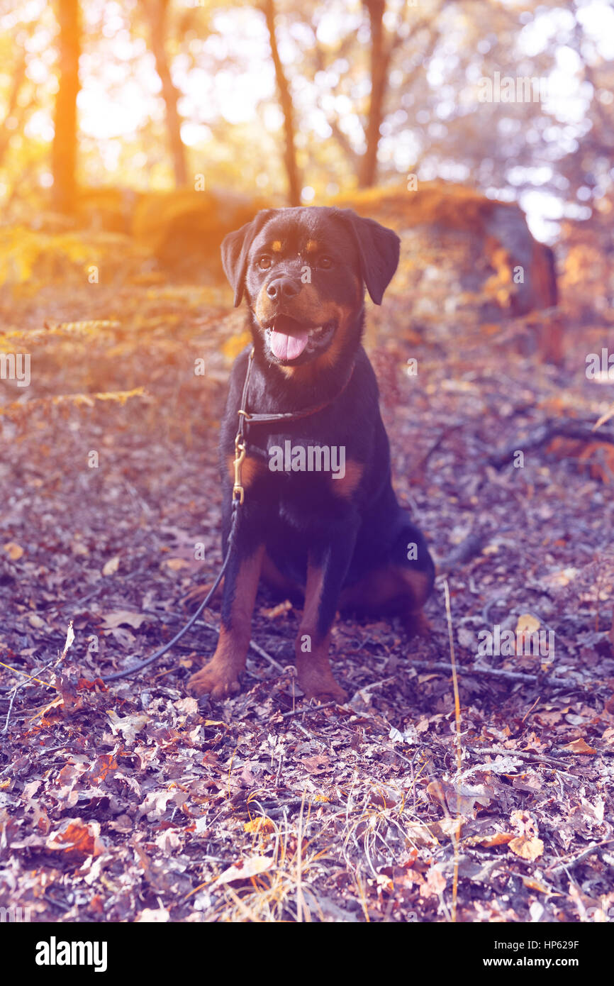 Beautiful rottweiler puppy walking at the park Stock Photo - Alamy