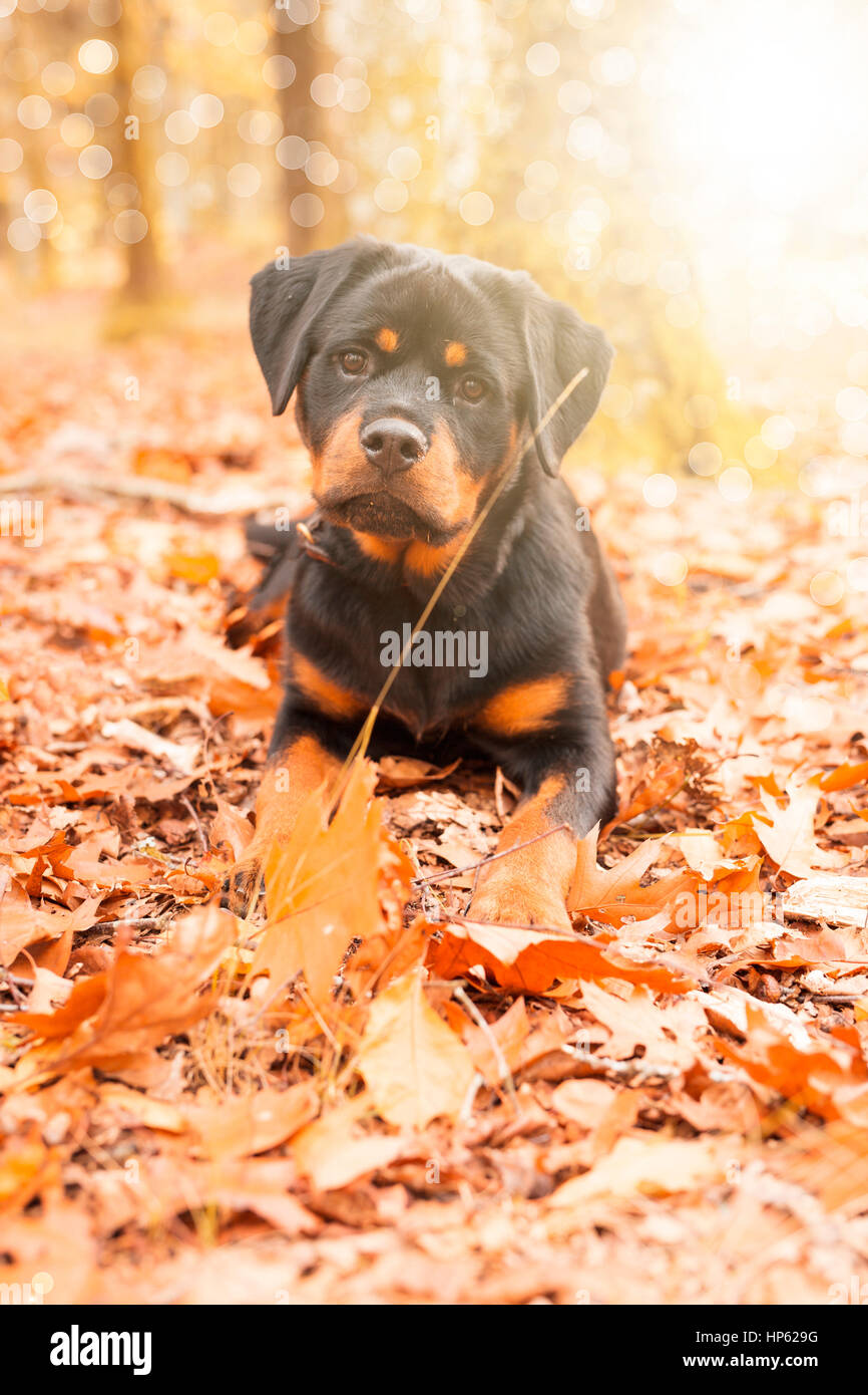 Beautiful rottweiler puppy walking at the park Stock Photo - Alamy
